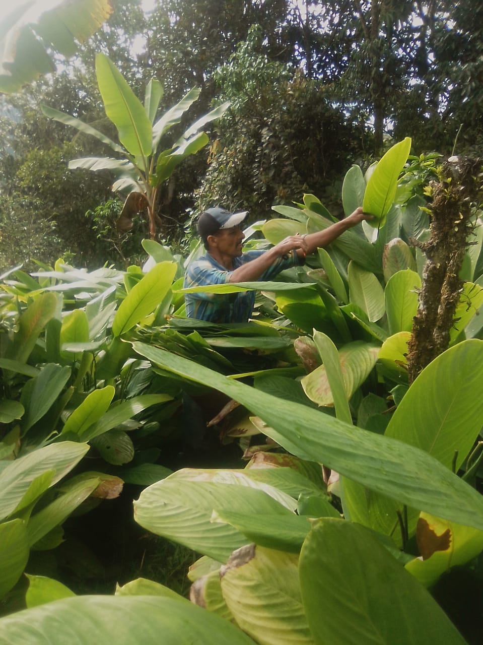 HOJA DE BIJAO: ALTERNATIVA ECONÓMICA PARA LOS CAMPESINOS DEL ORIENTE Y ...